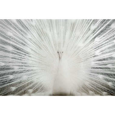 Click here for Classy Living SF1508R Temp Glass with Foil - White... prices