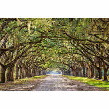 Click here for Classy Living SF1720 Temp Glass with Foil - Oak Al... prices